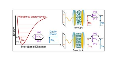 Influence Of Vibrational Strong Coupling On An Ordered Liquid Crystal