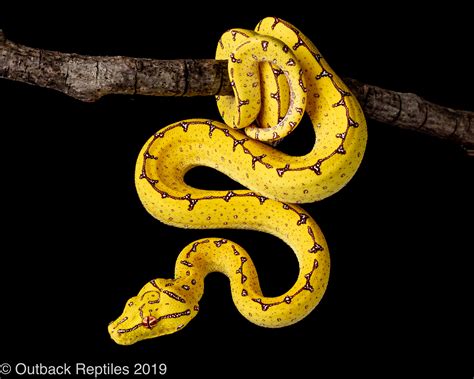 Cyclops Green Tree Python Outback Reptiles