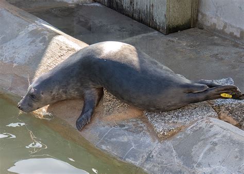 Cornish Seal Sanctuary Sea Life Trust Roach Bug 2024 25 Seal Pup