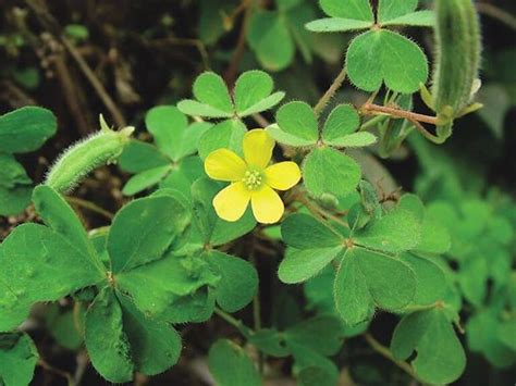 Giống Cây Chua Me đất Cỏ Ba Lá Thế Giới Hạt Giống