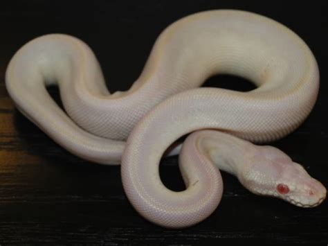Morph List World Of Ball Pythons