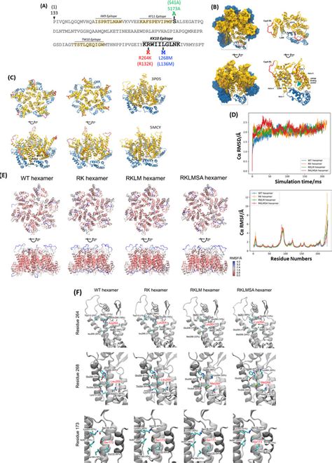 A Location Of Ctl Targeted Epitopes In The Hiv 1 Ca N Terminal Domain