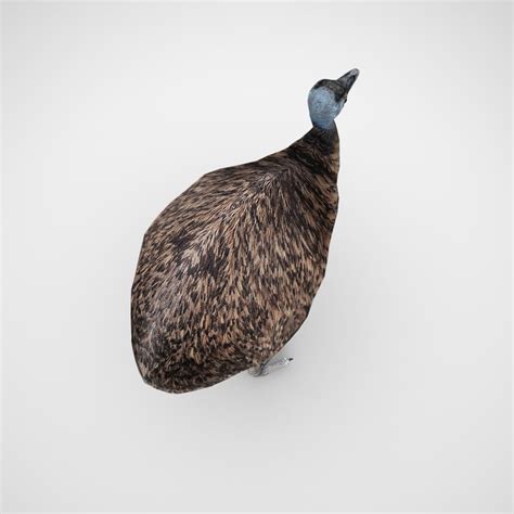 Emu 3d Model Turbosquid 1177941