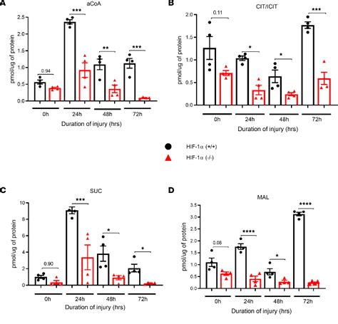 Figure 2 From Role Of Succinate In Airway Epithelial Cell Regulation