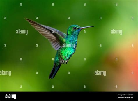 A Blue Chinned Sapphire Hummingbird Chlorestes Notata Hovering With