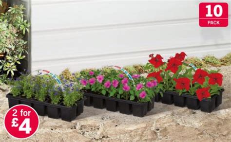 Bedding Plants 10 Pack £249 Or Two 20 Plants For £4 At Lidl
