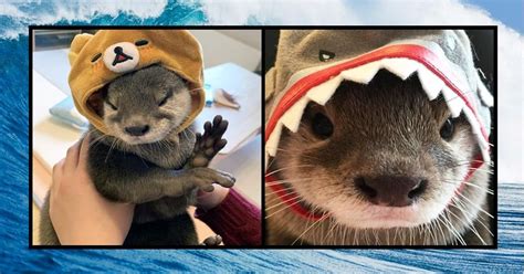 Otterly Adorable Collection Of Sea Weasels Wearing Hats