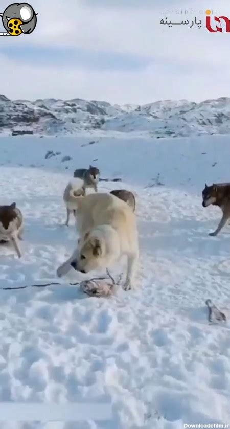 عکس سگ های ترکمن صحرا