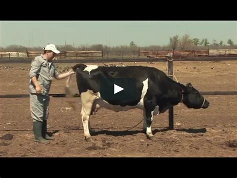 Dairy Cow Artificial Insemination Farm House