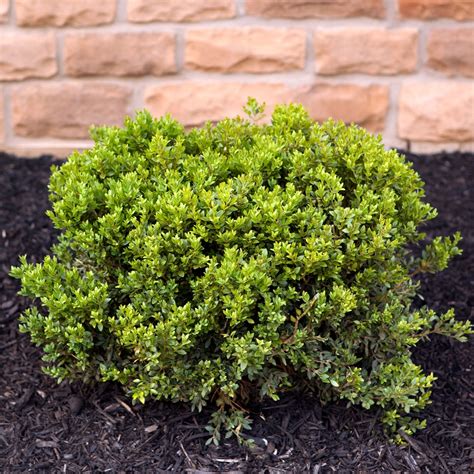 Helleri Holly Patuxent Nursery