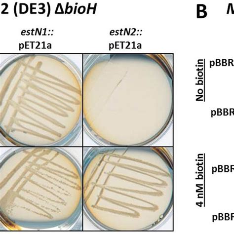 Complementation Of E Coli Δbioh A And M Loti Δbioz B Auxotrophic