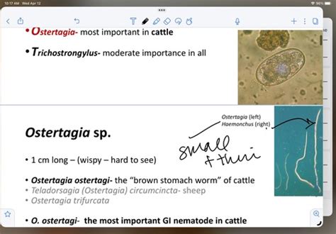 Ruminant Parasites Ostertagia And Trichostrongylus Flashcards Quizlet