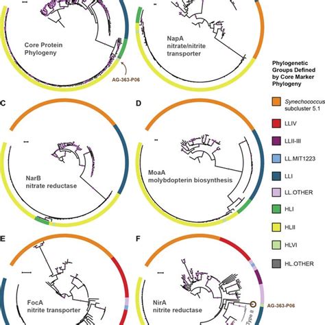Representative Phylogenetic Patterns For Dna Gyrase Subunit B Gyrb In