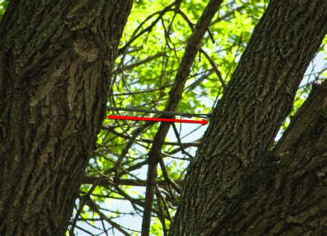 Tree Cabling Berger Hargis Landscape Management