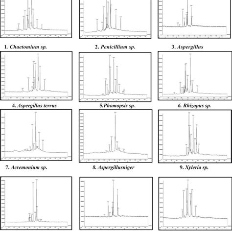 Gc Ms Chromatogram Analysis Showed Multiple Peaks Which Indicating The