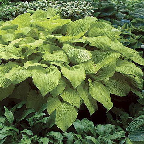 ‘Sun Mouse’ hosta - Fine Gardening