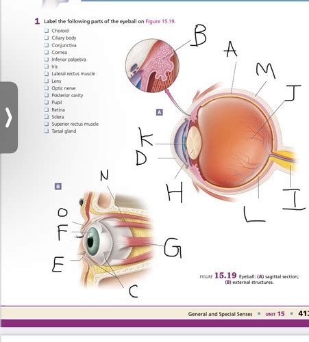 Anatomy Of Eye Flashcards Quizlet