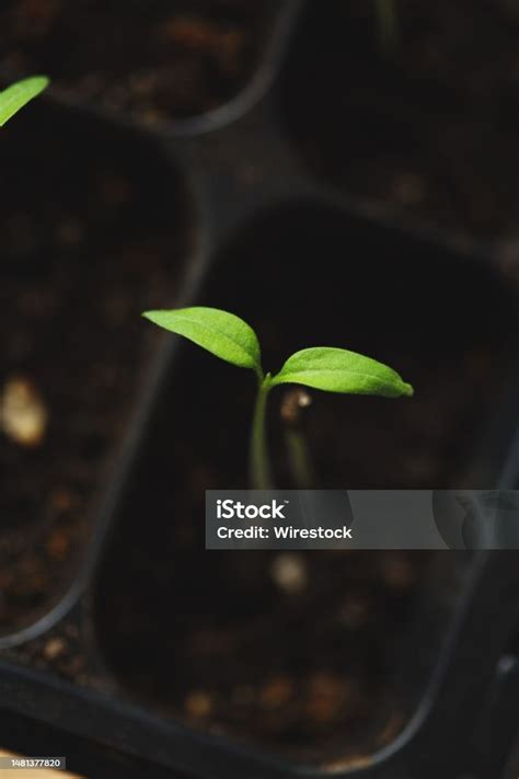 다양한 식물의 건강한 묘목으로 채워진 파종 트레이와 화분의 트레이 클로즈업 0명에 대한 스톡 사진 및 기타 이미지 0명 녹색 농업 Istock
