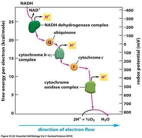 Biochemistry Why Cant Other Electron Acceptors Produce As Much Atp