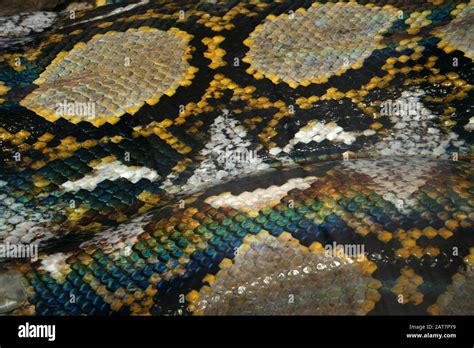 Reticulated Python Malayopython Reticulatus Skin In Detail Stock