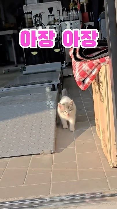 길에서 태어난 고양이가 미모가 미첬 로또 맞은 집사 고양이 Cat Youtube