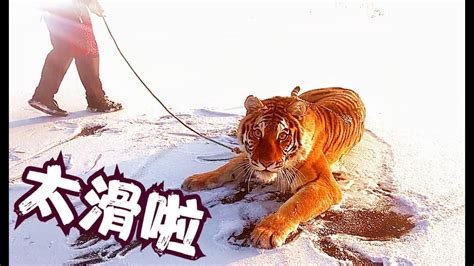 老虎第一次上冰就会打“出溜滑”，主人都被逗笑了 Youtube