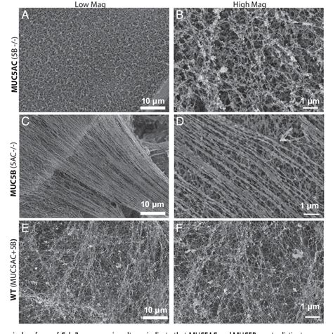 Figure From Assembly And Organization Of The N Terminal Region Of Mucin MUC AC Indications