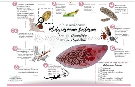 Esquema Platynosomum Fastosum Parasitologia Veterinária