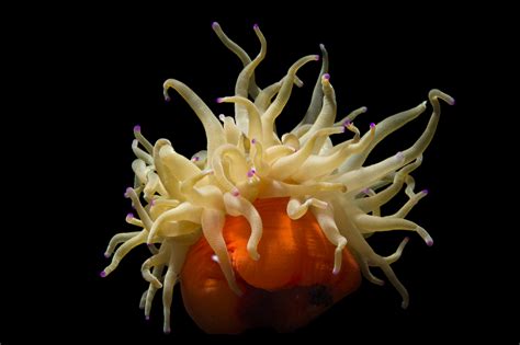Phylum Cnidaria