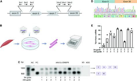 Guide Selection To Excise Exons 6 And 7 In The Dmd Gene Of Dmddel8 34
