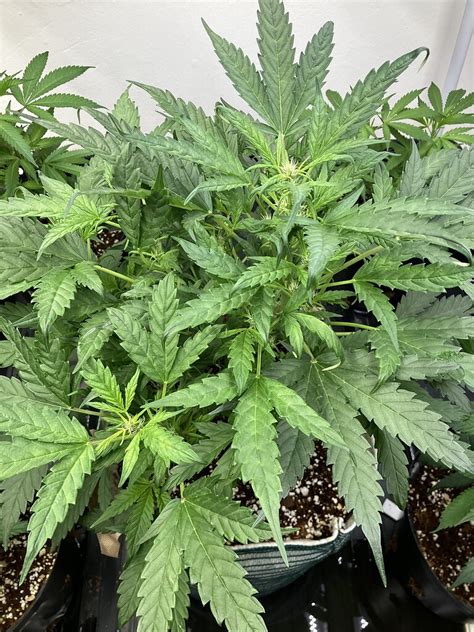 Is This Auto Showing Sex Or Actually Flowering Flowering Ilgm