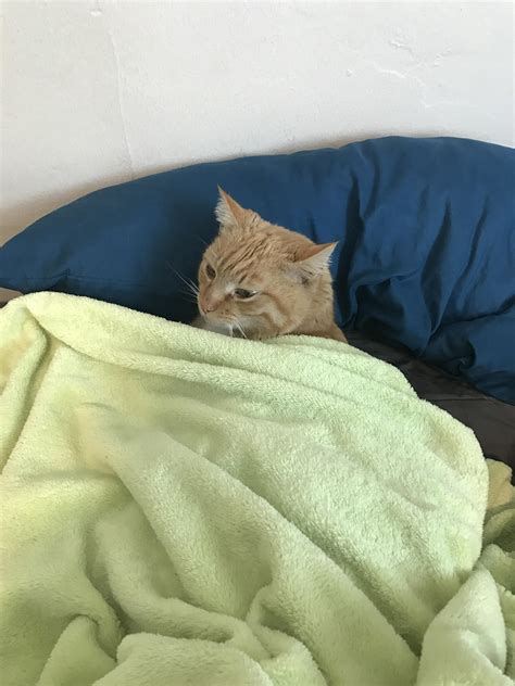 Welcome Our New Kitty Buddy Rtuckedinkitties