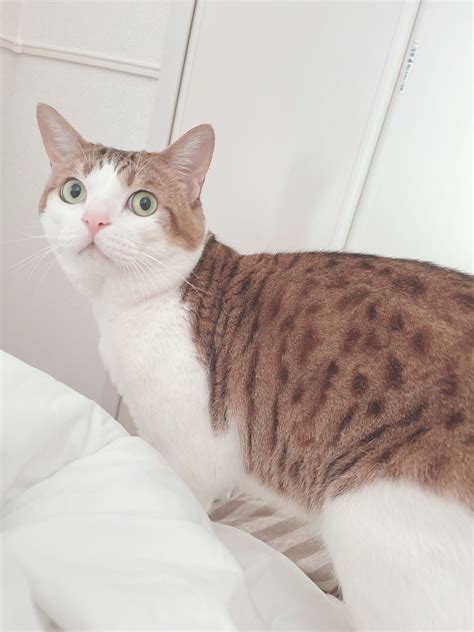 漏萌ミミオ🐾コスホリe26c101土曜東コ39b On Twitter おはよ〜🐈 D3ftyzi7p8