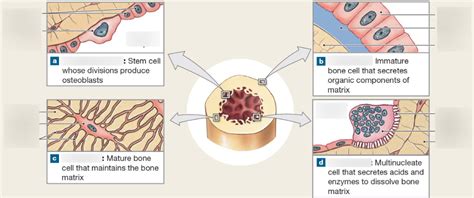 Ch 6032 Bone Cells Diagram Quizlet