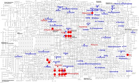 Fba Visualization Of The Uptakesecretion Of Metabolites Using Ipath