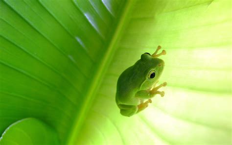 Tree Frog Wallpapers Top Free Tree Frog Backgrounds WallpaperAccess