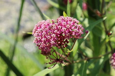 Assemblage Of Pink Flowers By Kaylahumphreysart On Deviantart