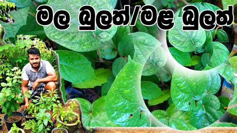 මළ බුලත් මල බුලත් Mala Bulath වැඩි විස්තර ඉදිරියේදී Youtube