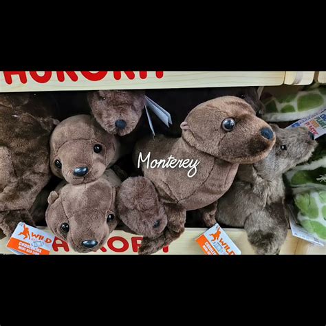 미국 서부 샌프란시스코 근교 여행지 몬터레이and 카멜비치 Youtube