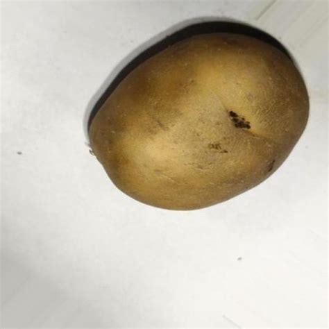 Potato Object Detection Dataset V1 2025 05 13 12 42am By 12345