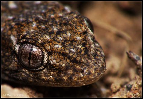 Macrofoted En La Piel De Un Gecko