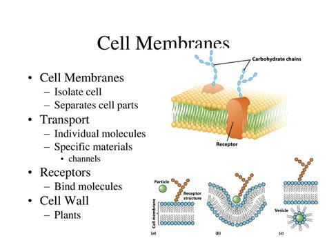 Life Is Based On Chemistry And Chemistry Takes Place In Cells Ppt