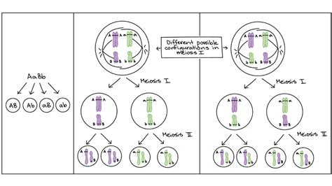 Chromosomal Theory Of Inheritance Civil Services Preparation Online