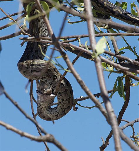 170 Python De Seba Photos Photos Taleaux Et Images Libre De Droits Istock