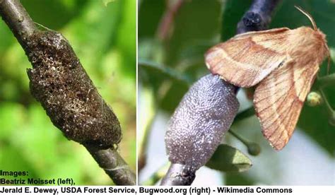 Tent Worms 10 Effective Ways To Get Rid Of Tent Caterpillars