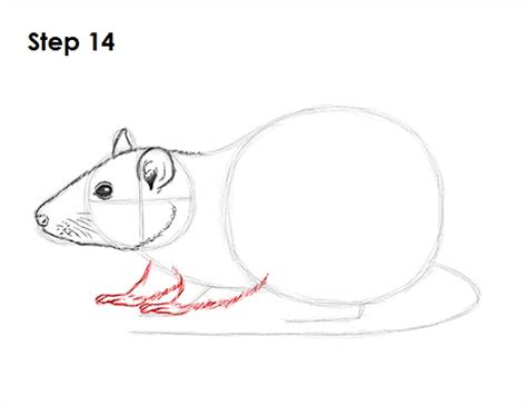 How To Draw A Rat Video And Step By Step Pictures