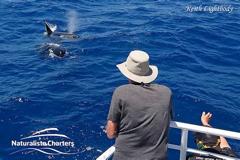 Orca Sex Naturaliste Charters