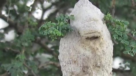 Cape Penduline Tit Album On Imgur