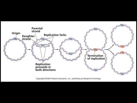 Prokaryotic Dna Replication Presentation Ppt