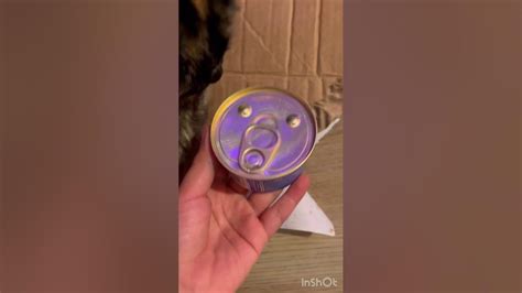 Begging Kitty Wants More Food 🐱 Youtube